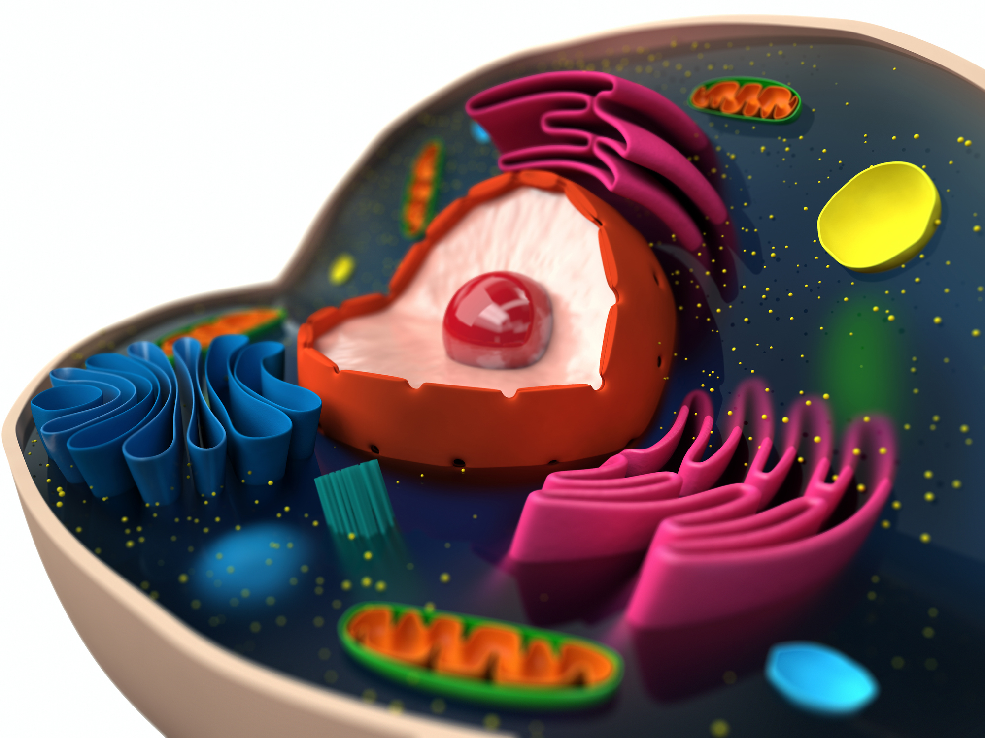 Keeping Your Cells Strong – NTFactor